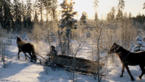 About Stenvalls Trä – Stenvalls